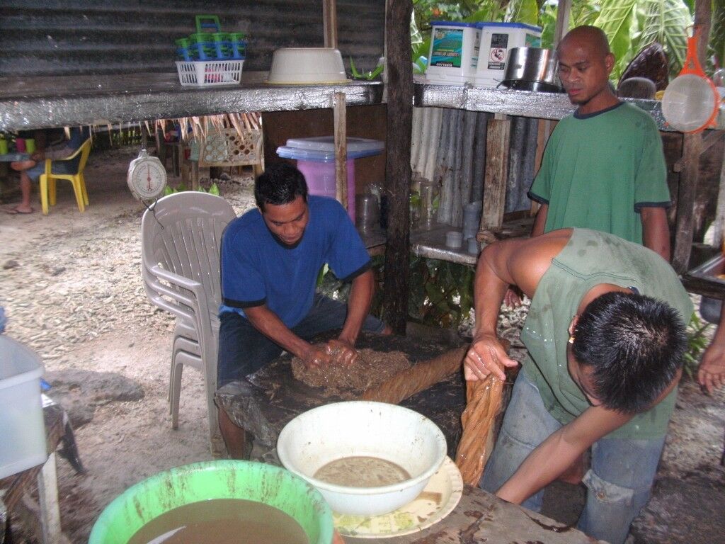 The traditional drink of Pohnpei: Sakau